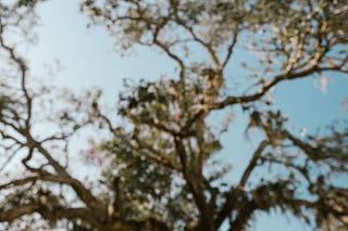 COFFEE + CRUMBS | Substack