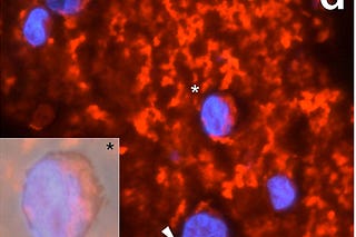 Dr’s Newsletter | Dr Christopher Exley | Substack