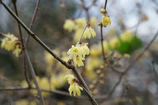 From Seed to Bloom | Camilla Grayley | Substack