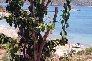 Tabled | Julia Watson | Substack