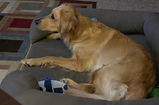 Gray's Voice | Connie Gray | Substack