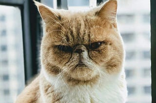 Radiant Frequency's Newsletter | Jennifer | Substack