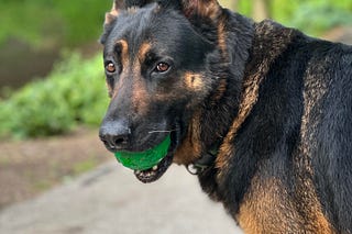 To the Contrary | Charlie Sykes | Substack