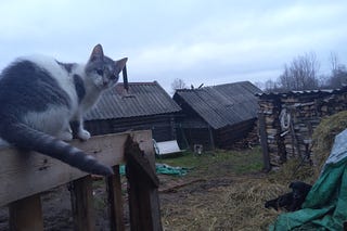 Edward Slavsquat | Substack