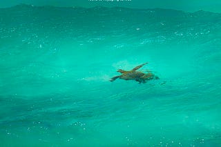 Smashing Team's Substack | Substack