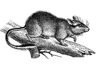 Science Fictions | Stuart Ritchie | Substack