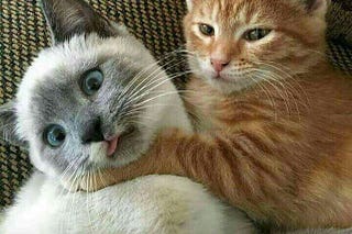 Screaming into the Void | SimulationCommander | Substack