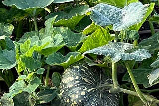 at Home with Mickey Robertson | Substack