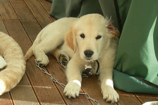 Archive - Phoebe’s Substack