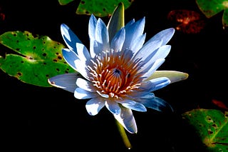 Shell’s Substack | Substack