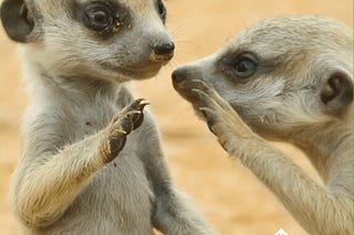 Dr. Syed Haider | Substack