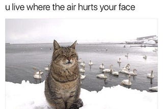 Archive - bad cattitude