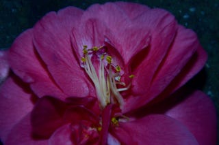 oakland garden club | Alexis Madrigal | Substack