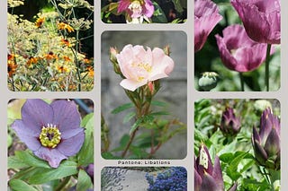 From Seed to Bloom | Camilla Grayley | Substack