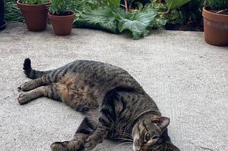 Anchor and Muse | Liz Snell | Substack