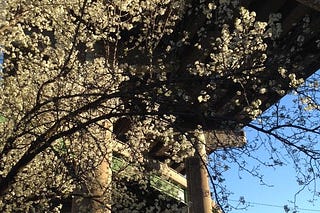 Steve Emig: The White Bear's Substack | Substack