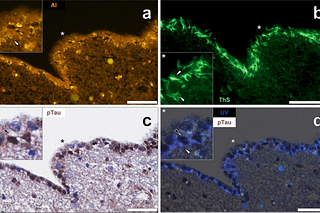 Dr’s Newsletter | Dr Christopher Exley | Substack