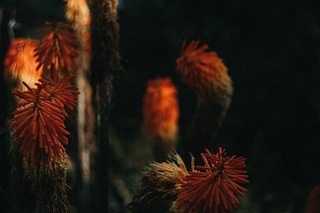 Pollination Garden | Mel Adams | Substack