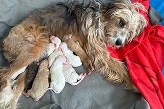 Extra Good | Bryce Gruber | Substack