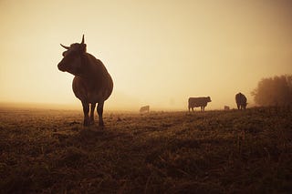 The Gauntlet | Julia Doubleday | Substack