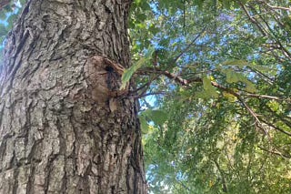 Dryad | Daniel P. Huffman | Substack