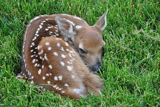 Mission GBM | Scott L. Rakestraw, PhD | Substack