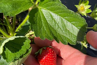 Paul Folger's Always Tasteful | Substack