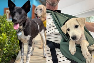 10,000 Dogs | Niall Harbison | Substack