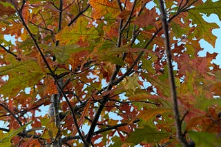 Nedra Nuggets | Nedra Glover Tawwab | Substack