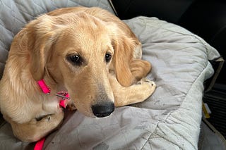 Gray's Voice | Connie Gray | Substack