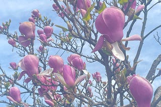 Julia R’s Substack | Julia Regine Cincinatis | Substack