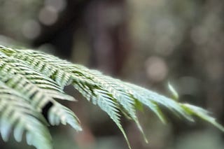 Daily Rhyme | Where the wild things are | Substack