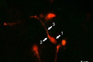 Dr’s Newsletter | Dr Christopher Exley | Substack