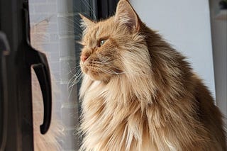 Cassandra’s Newsletter | Cassandra Khaw | Substack