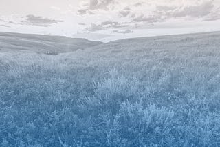 Polling Canada | Curtis Fric | Substack