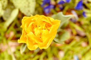 Nedra Nuggets | Nedra Glover Tawwab | Substack