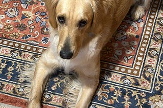 Gray's Voice | Connie Gray | Substack