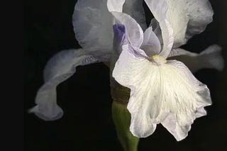 digital tinz | tina zhang | Substack