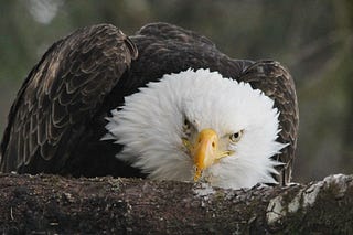 Must Read Alaska | Substack