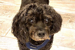 Fenbendazole Can Cure Cancer | Ben Fen | Substack