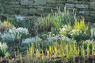 My Orkney Island Life | Rosemary Moon | Substack