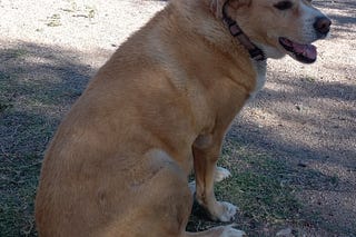 Fenbendazole Can Cure Cancer | Ben Fen | Substack