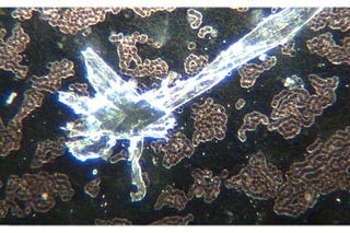 The Reese Report | Greg Reese | Substack