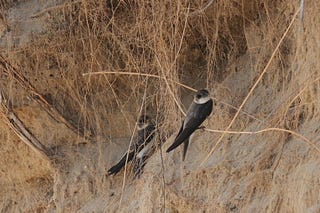 This Week in Birding | Bob Dolgan | Substack