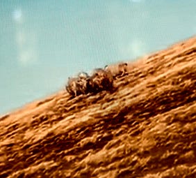 tidewanderings | India Flint | Substack