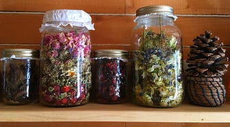 Wild Life with Amy Jay | Substack