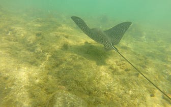 Natural Selections | Heather Heying | Substack