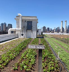 The DirtSat Newsletter | Christine Tiballi | Substack