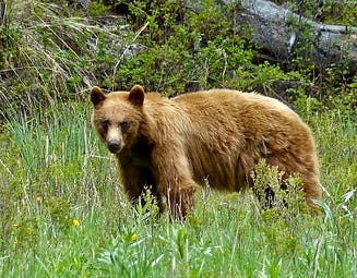 Love the Wild | Rick Lamplugh | Substack