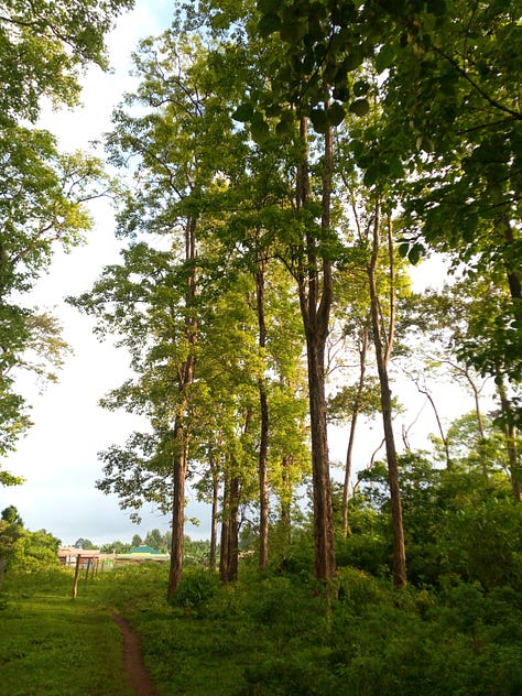 Meru Oak. - by Bitern TreeNurseries